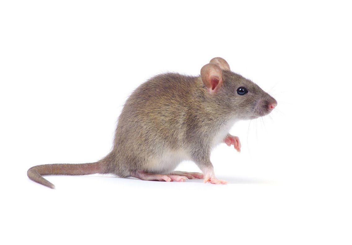 What Every Homeowner Should Know About Mice & Rodents
