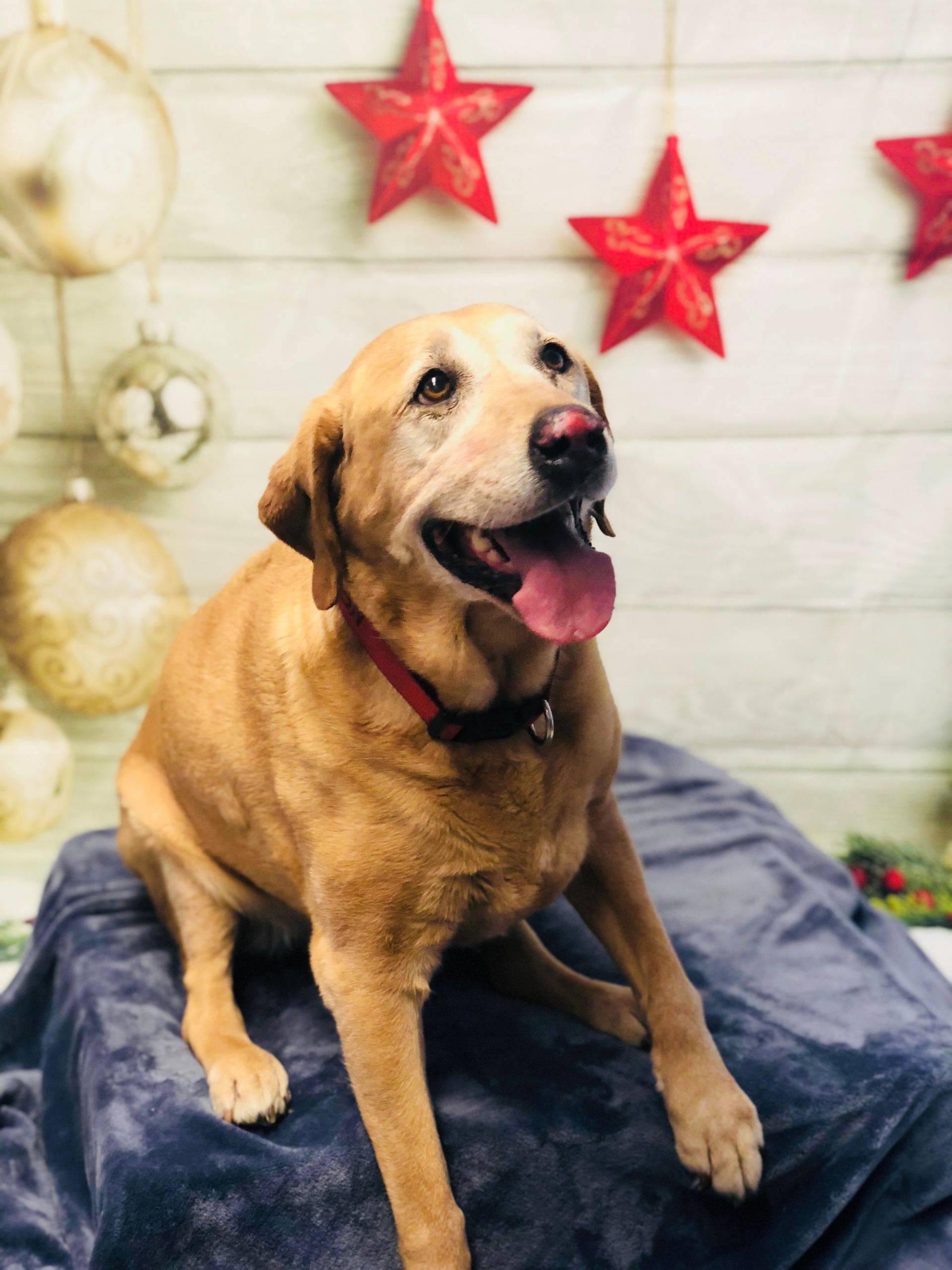 Animal Hospital | Redmond, OR | Rimrock Veterinary Clinic