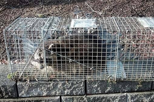 Animal Control - Uniontown, PA - Vermin Control