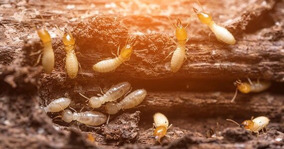 Termite Control in Fayetteville, GA
