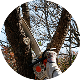 Tree Service | Houston, TX | Houston Tree Service Team