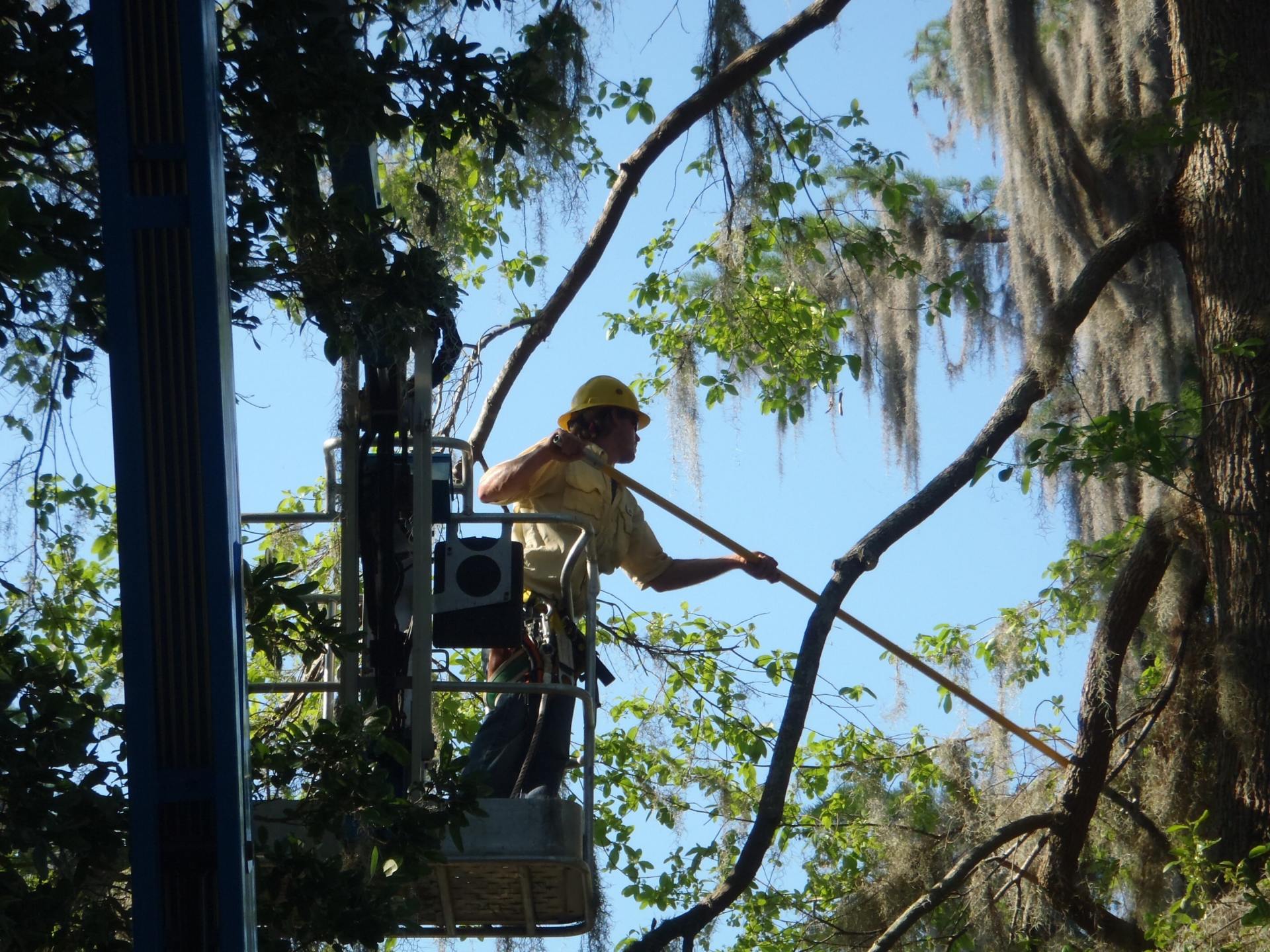 About Your Tree Pros | Tampa Bay, FL | Independent Tree Service, Inc.