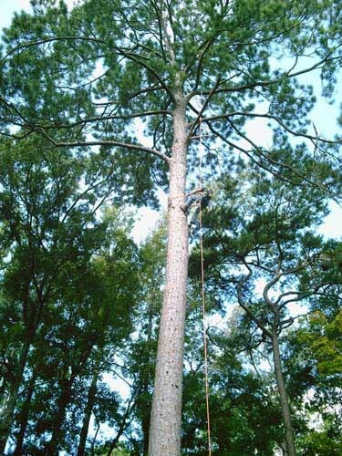 Arborists and Tree Pruning | Tampa Bay, FL | Independent Tree Service, Inc.