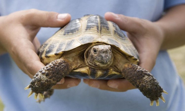 SUPERFICIAL SHELL ROT ON TURTLE