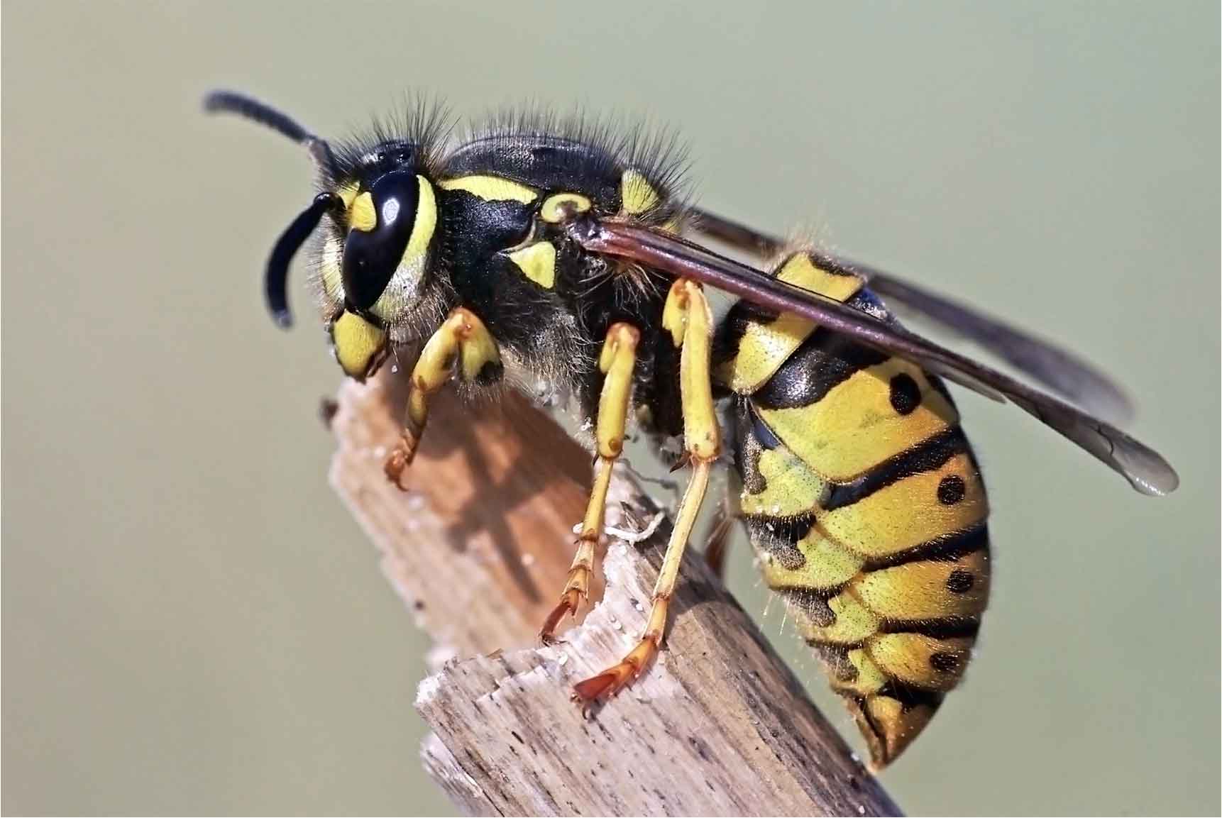 Pest Control Services in Minneapolis, MN