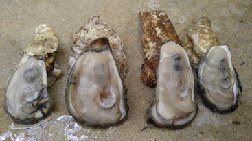 Fresh Seafood - York, PA - York Fish & Oyster Co