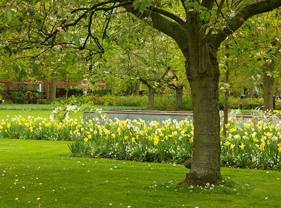 Tree & Landscape - Jacksonville, IL - Turner Tree Service