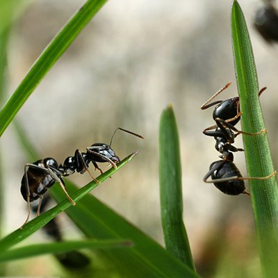 Pest Control Services — Spring Hill, FL — Shamrock Pest Control