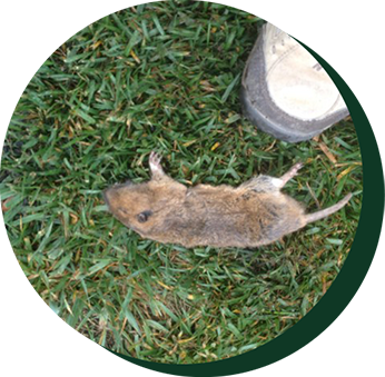 Pest Control Company - Santa Barbara, CA - Santa Barbara Pest Control