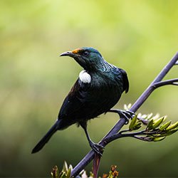 Master Carpenter | Kenosha, WI | All Wildlife Animal Eviction Wisconsin