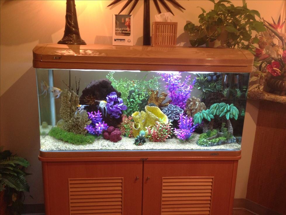 Freshwater Aquariums | Palm Desert, CA | Zen Aquatics