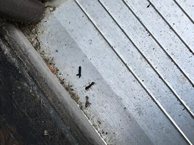 Extermination Gallery - Parlin, NJ - Olympic Pest Service