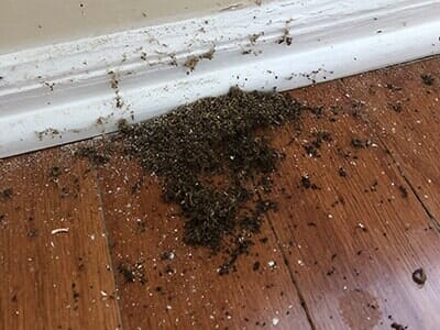 Extermination Gallery - Parlin, NJ - Olympic Pest Service