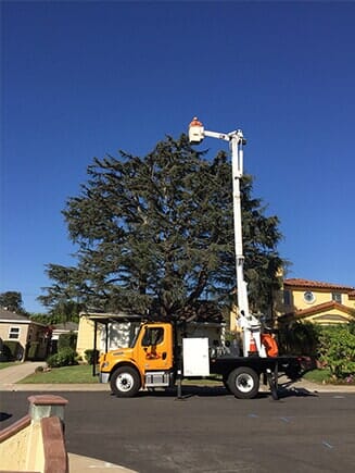 Tree Services – Inglewood, CA – Timberland Tree Company
