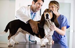 Full-Service Veterinary Hospital | Chesterfield, MI | North Gratiot ...