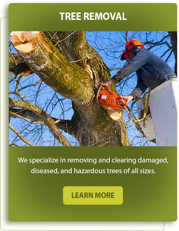 Tree Service in Ocean Springs, MS | McClain’s Tree Experts