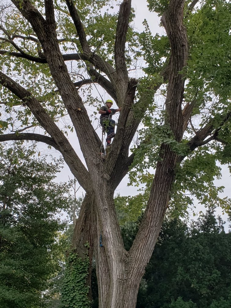 Find a certified arborist in New Jersey - Haddon Tree Company