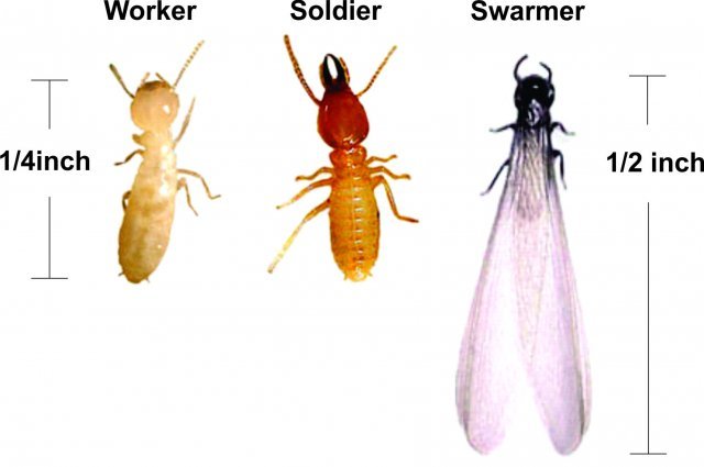 Termite Swarmers