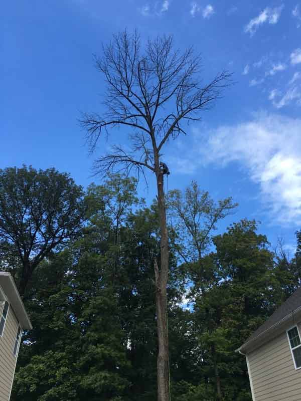 Tree Removal Work | Indianapolis, IN | Blue Ox Tree Care of Indiana