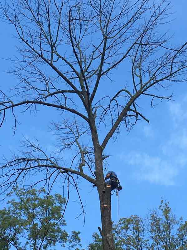 Tree Removal Work | Indianapolis, IN | Blue Ox Tree Care of Indiana
