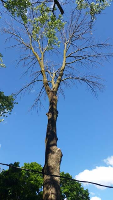 Tree Removal Work | Indianapolis, IN | Blue Ox Tree Care of Indiana