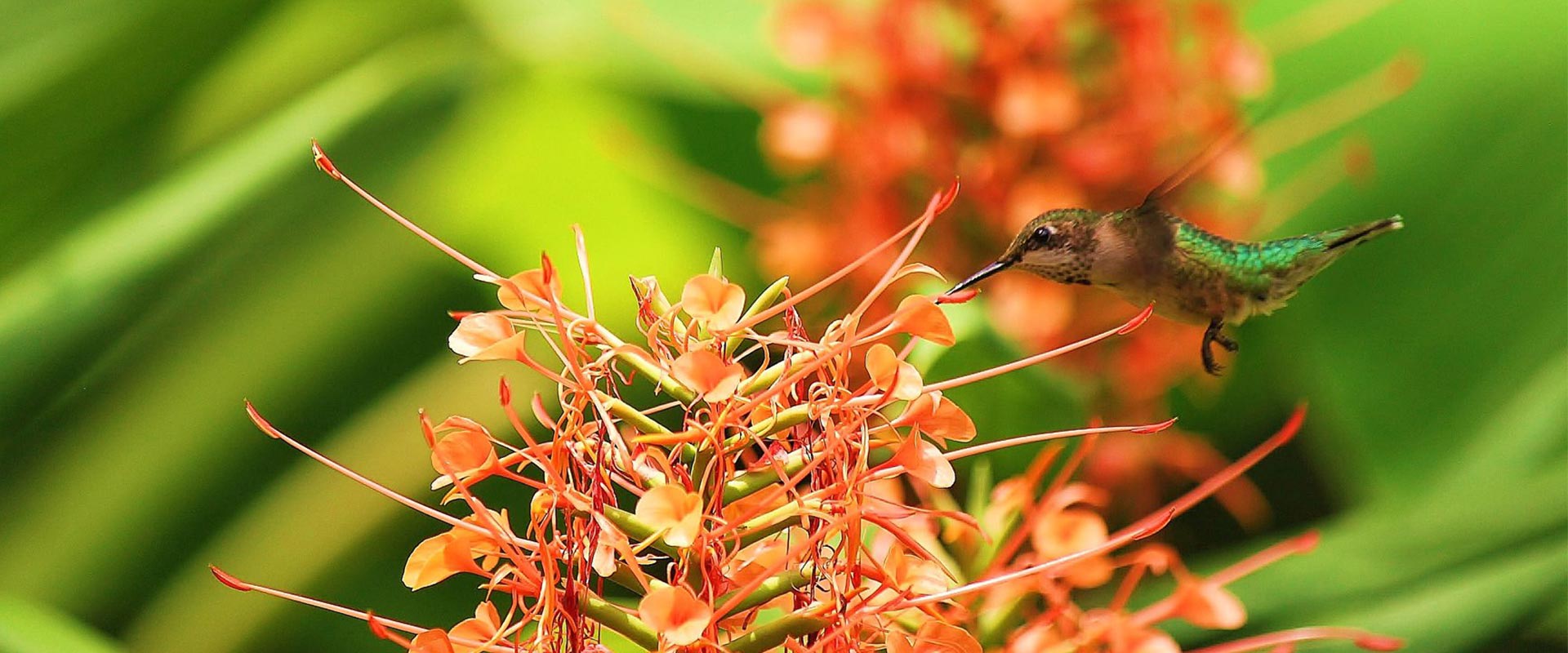 Garden & Gift Shop | Savannah, GA | Savannah’s Secret Gardens