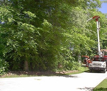 Certified Arborists - Mansfield, OH - Mid Ohio Tree Service