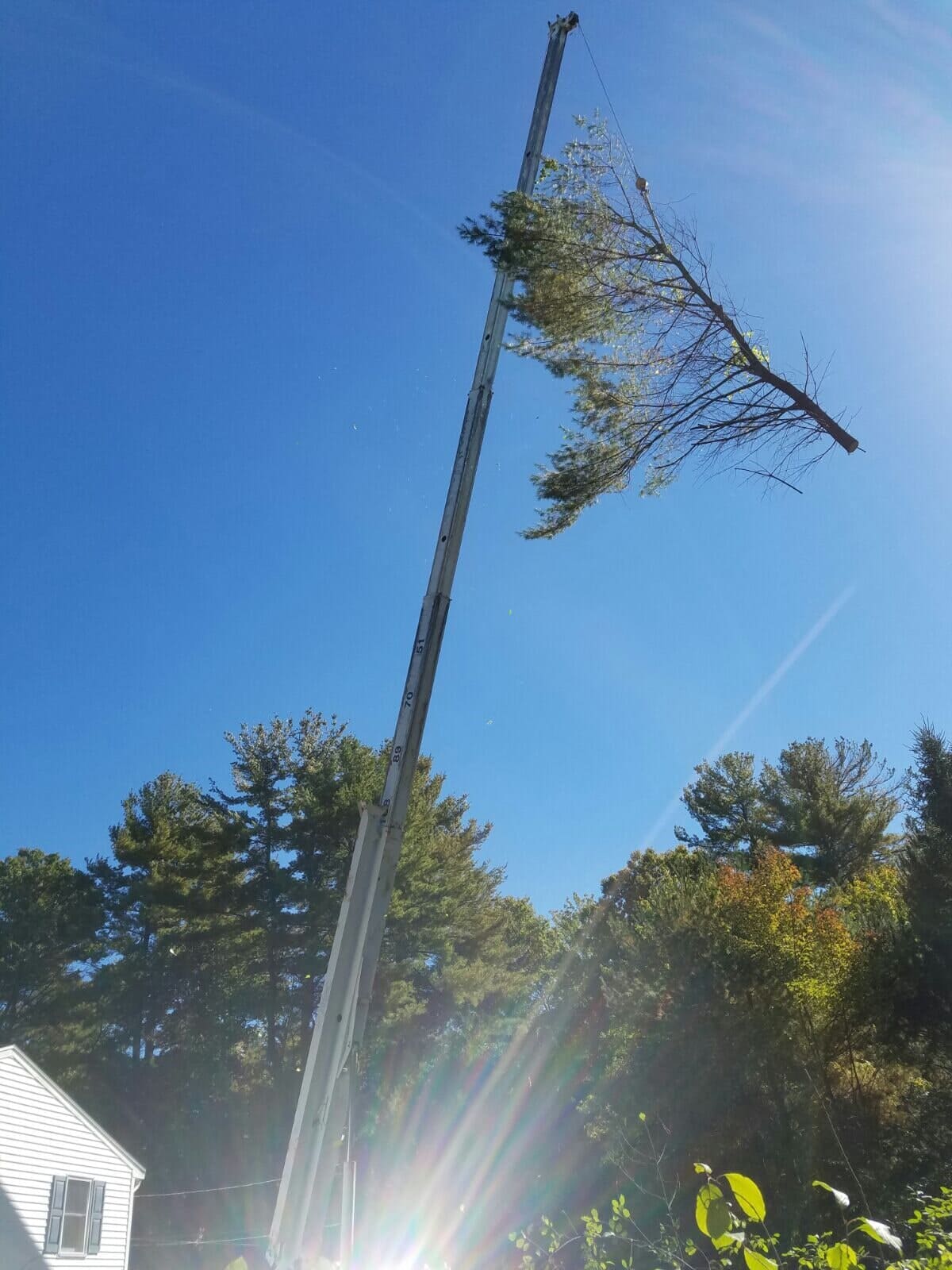 Tree Services | Revere, MA | PEMA Tree Services