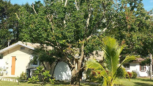 Gallery - Indian Shores, FL - Bay City Tree Service, Inc.