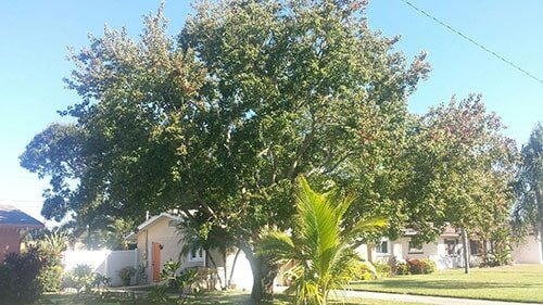 Gallery - Indian Shores, FL - Bay City Tree Service, Inc.