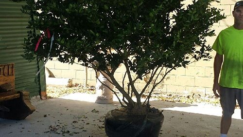 Gallery - Indian Shores, FL - Bay City Tree Service, Inc.