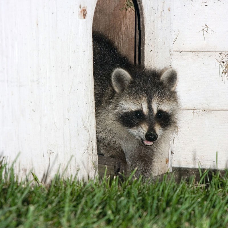 Wildlife Removal | Zimmerman, Minnesota | Badger Wildlife Management