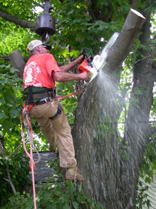 Pro Tree Service Inc. - Welcome