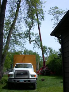 Pro Tree Service Inc. - Welcome