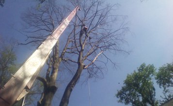 Pro Tree Service Inc. - Welcome