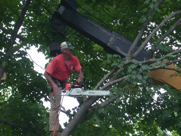 Pro Tree Service Inc. - Photo Gallery