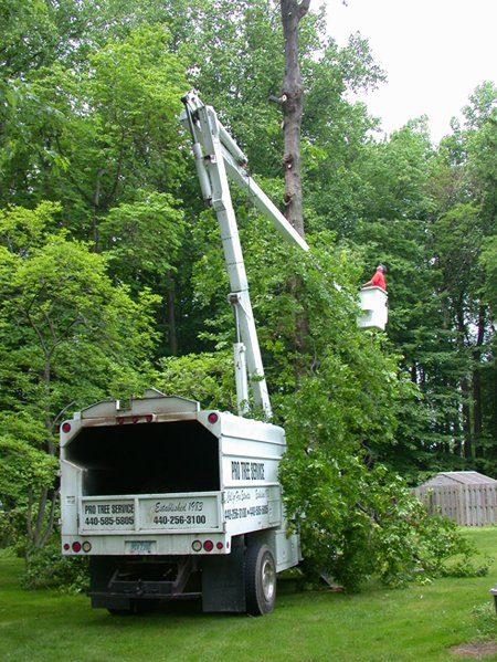Pro Tree Service Inc. - Photo Gallery