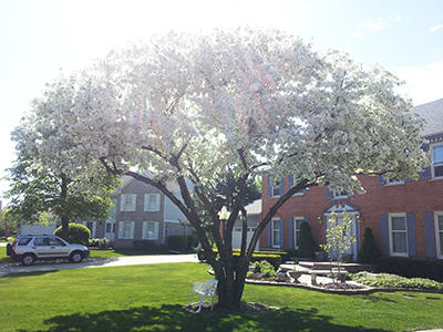 Tree Care Glenview | Tree Experts | Montoya Tree Service