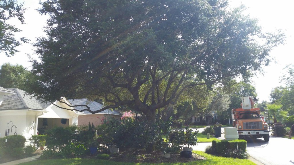 Gallery | A Cut Above Tree Care & Landscape, Inc.