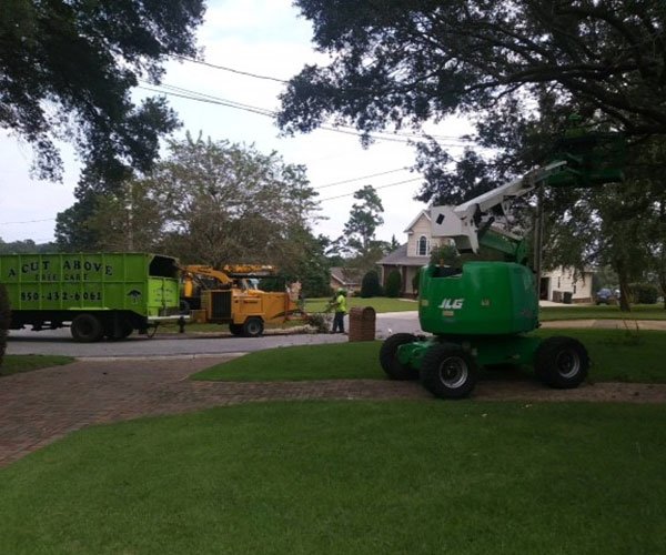 Services | A Cut Above Tree Care & Landscape, Inc.