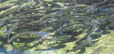 Live Fish Stocking | Boulder, Colorado | Liley Fisheries