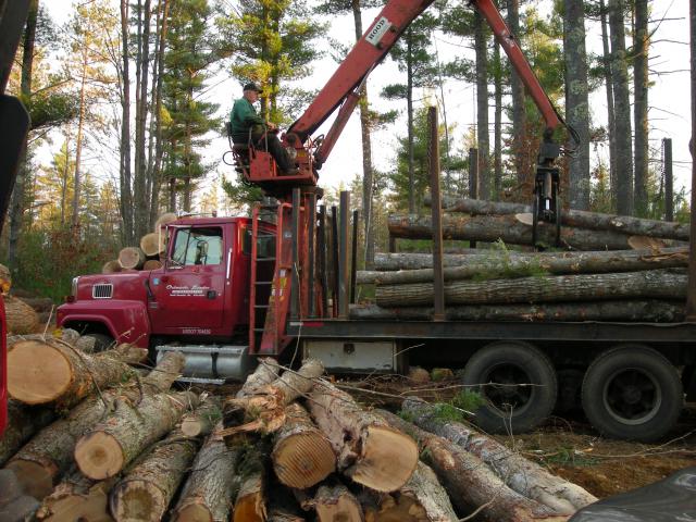 . Forestry_Logging