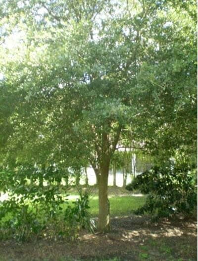 Tree Service Company for Naples, FL | Able Scape Tree Service