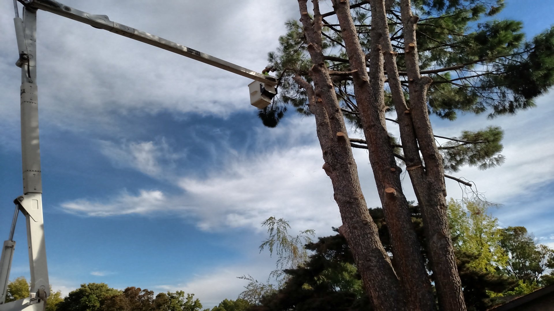 Tree Services | Chico, California | Complete Tree Care & Service