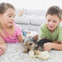 Canine Pet Supplies - Bethlehem, PA - Canine Grooming Shoppe 610-866-1172