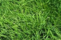 Sod - South San Francisco, CA - Broadmoor Landscape Supply