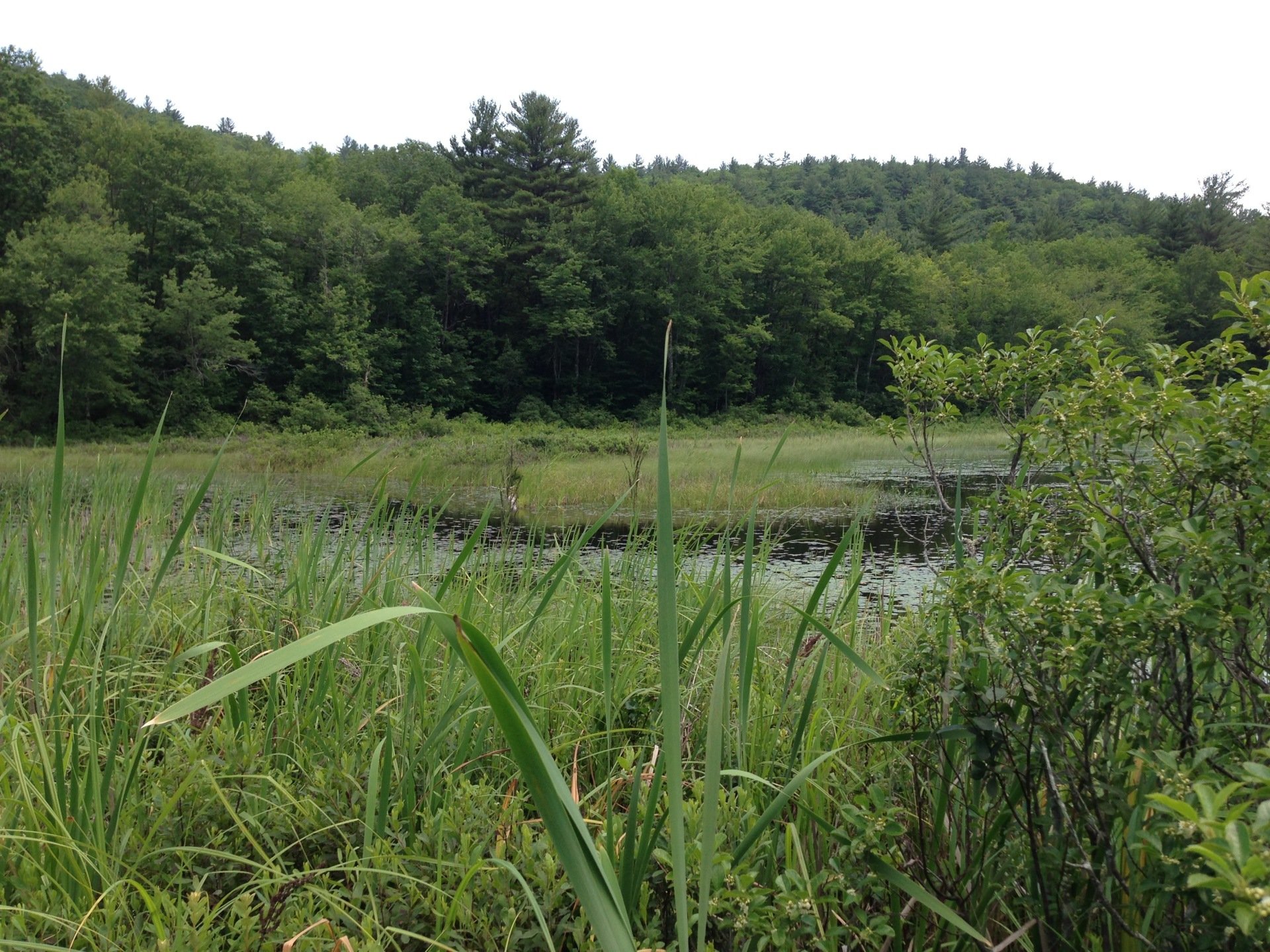Wetland Delineation | Gilford, NH | Bryan L. Bailey Associates