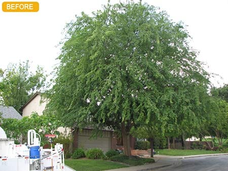 Simply Trees | Tree Gallery | Livermore, CA