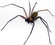 Arenz Pest Management Solutions – St. Louis, Mo., Pest Control