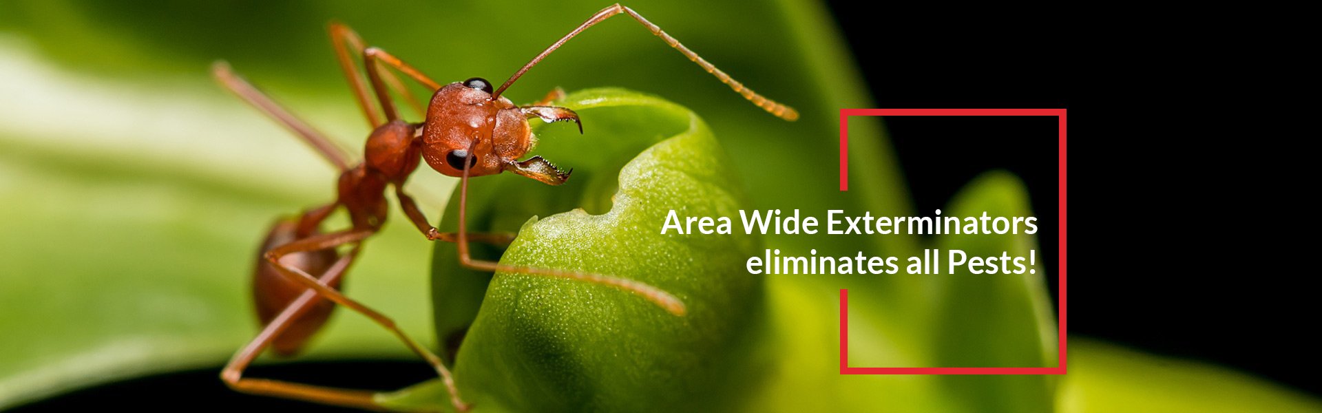 HOME [www.areawidepest.com]